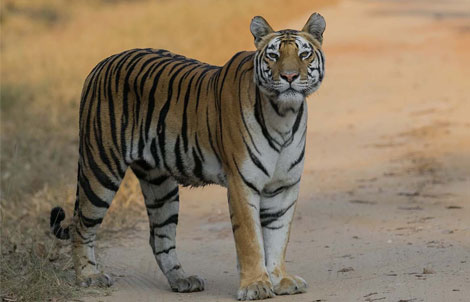 Famous Tigers In Sariska