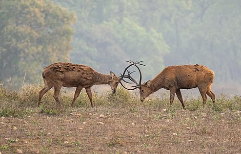 Wildlife Distribution In India